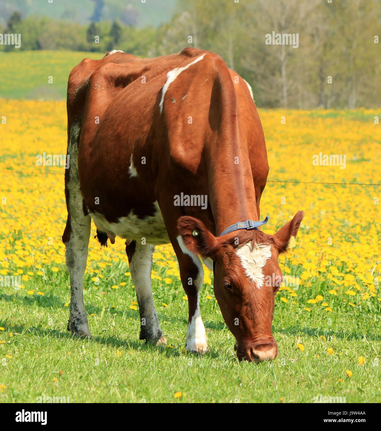 Animal with flowers hi-res stock photography and images - Alamy