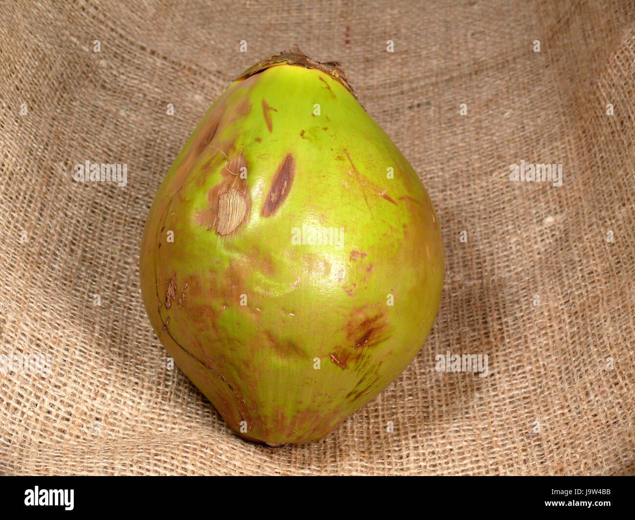 Immature coconut hi-res stock photography and images - Alamy