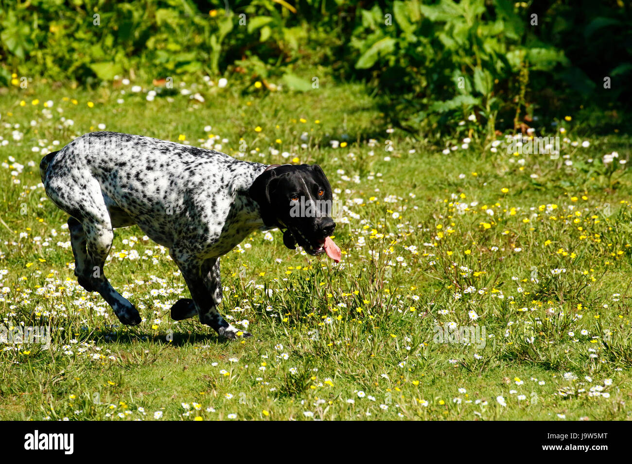 German Pointer dog playing in the meadow Stock Photo - Alamy