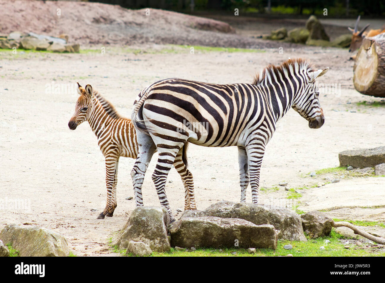 garden, horse, animal, mammal, wild, africa, savannah, field, skin ...