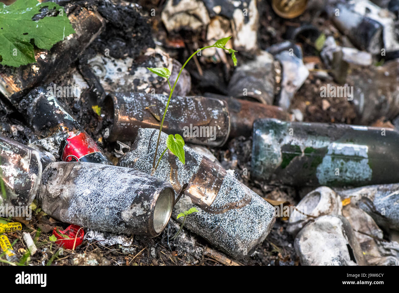 Discarded glass bottles and beer cans burnt in a fly tip Stock Photo ...