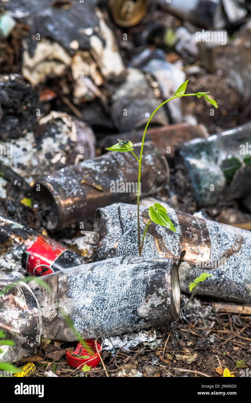 Discarded glass bottles and beer cans burnt in a fly tip Stock Photo ...
