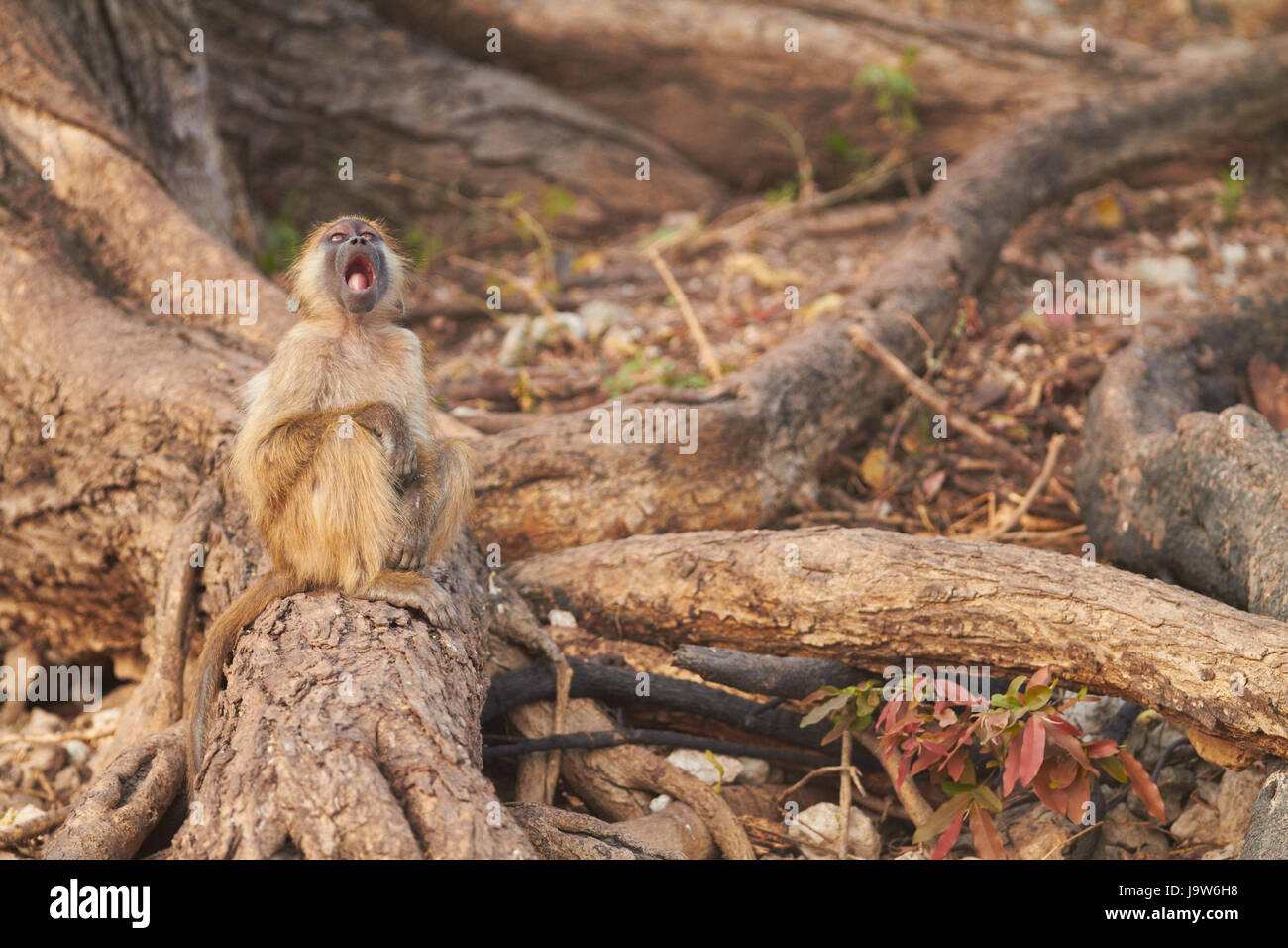 mammal, africa, African, baboon, game, tournament, play, playing, plays ...