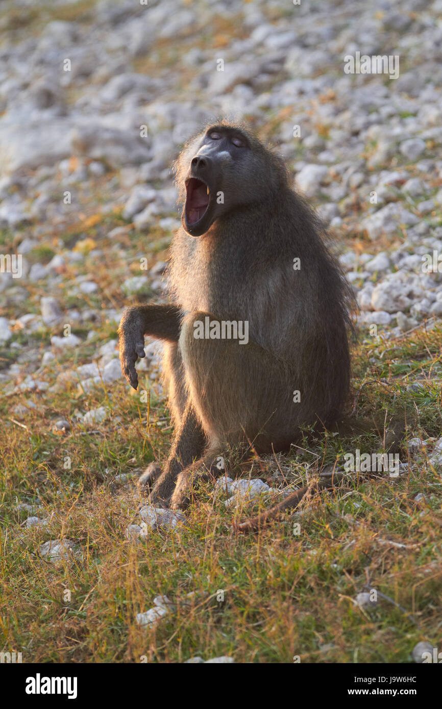 mammal, africa, African, baboon, game, tournament, play, playing, plays ...