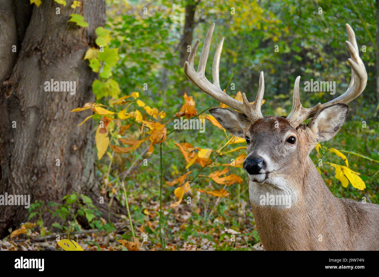 male deer with big antlers in autumn woods Stock Photo - Alamy