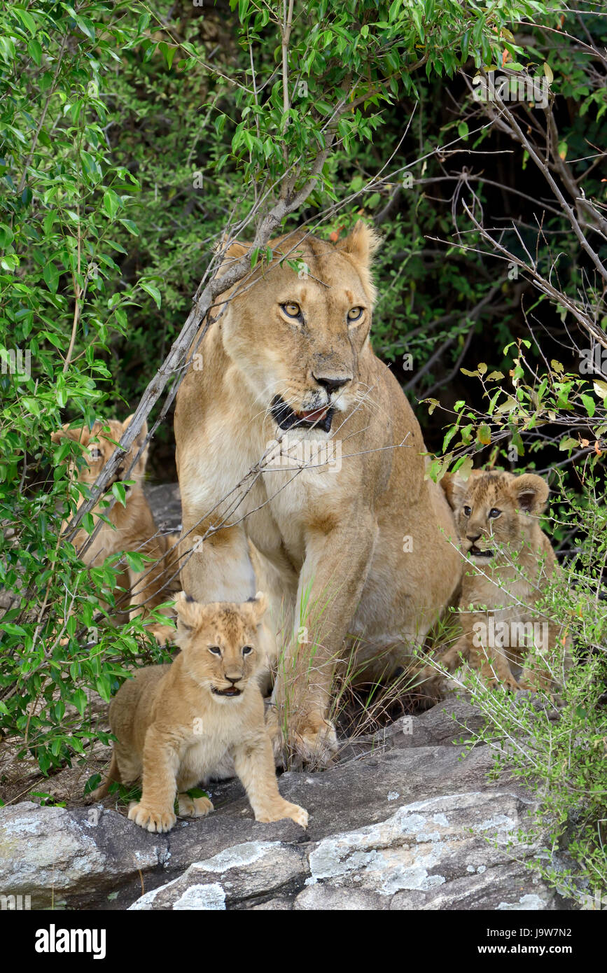 Female lion with cub in National park of Africa Stock Photo - Alamy