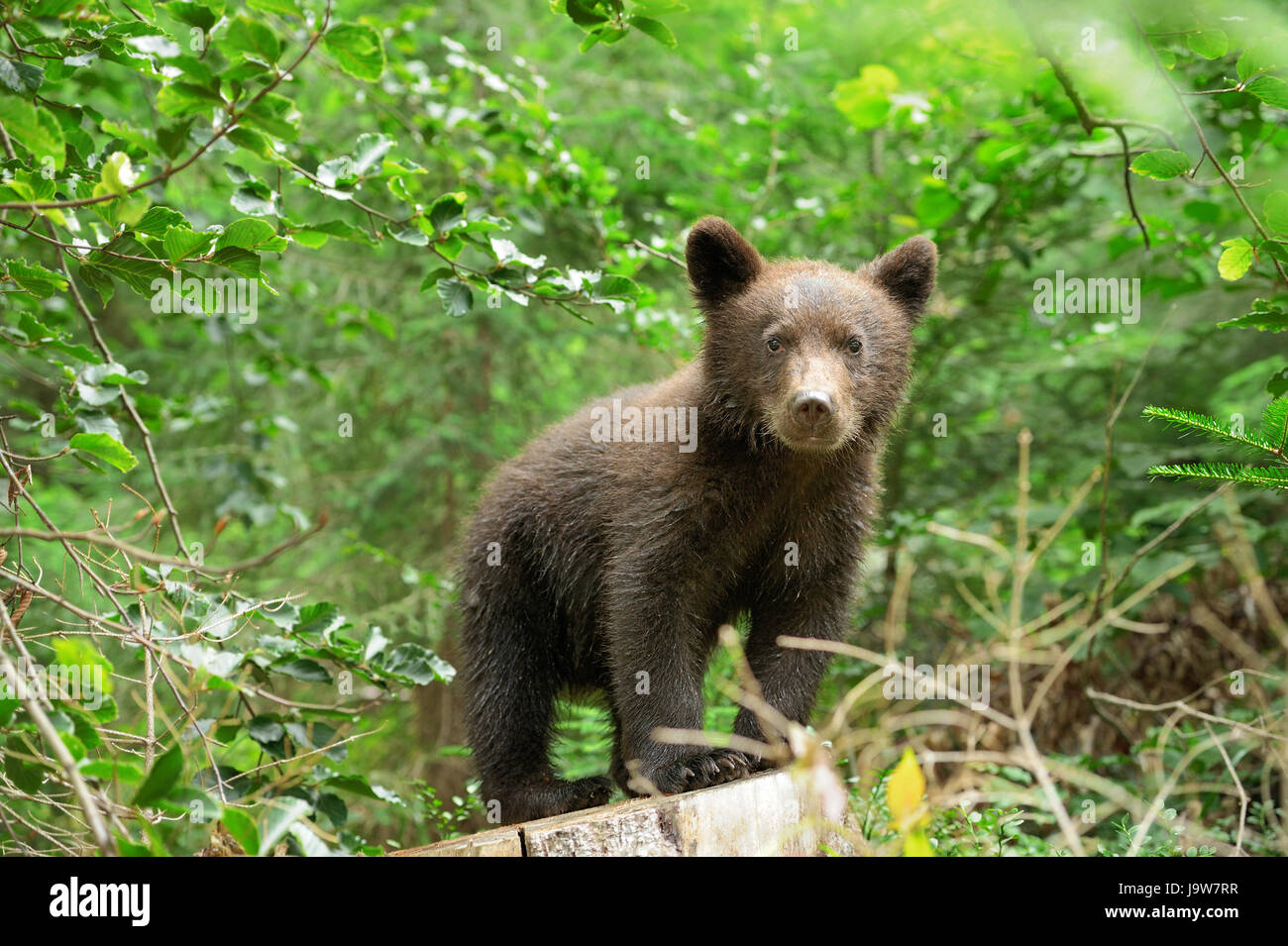 Brown bear cub in a forest Stock Photo - Alamy