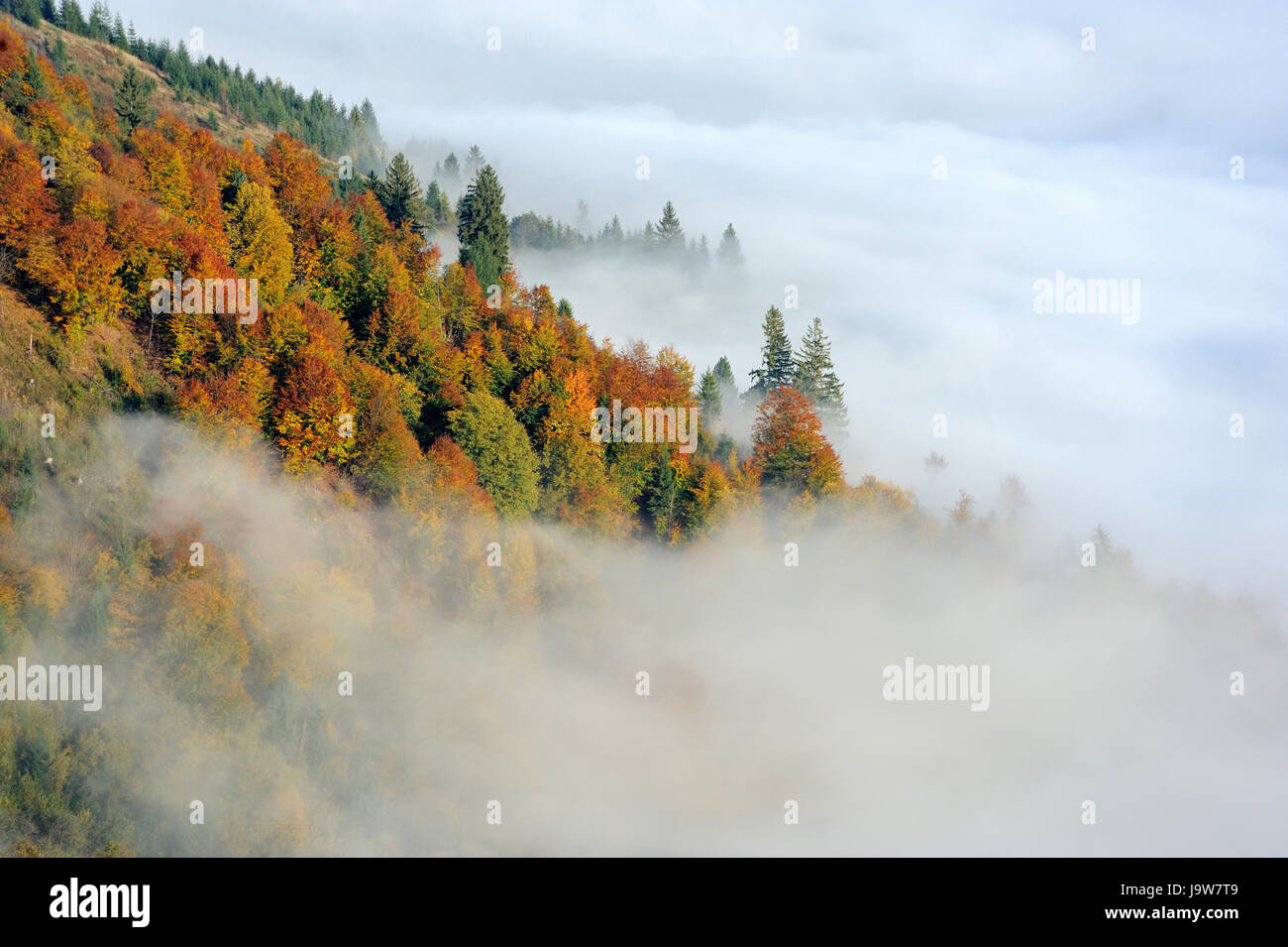 Mystical autumn forest on the mountain slope Stock Photo - Alamy