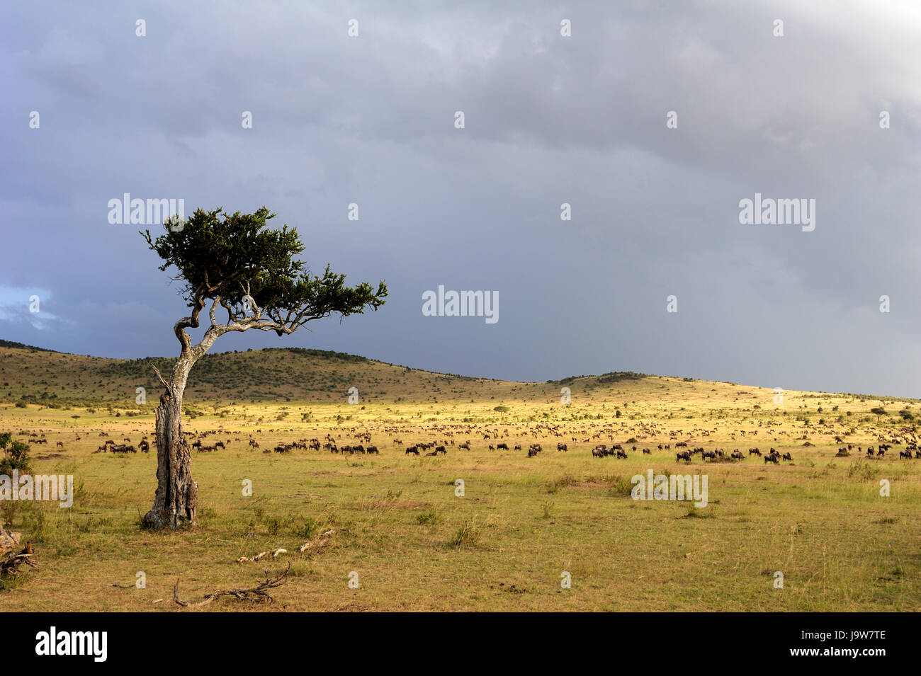 Beautiful landscape with tree in Africa Stock Photo - Alamy