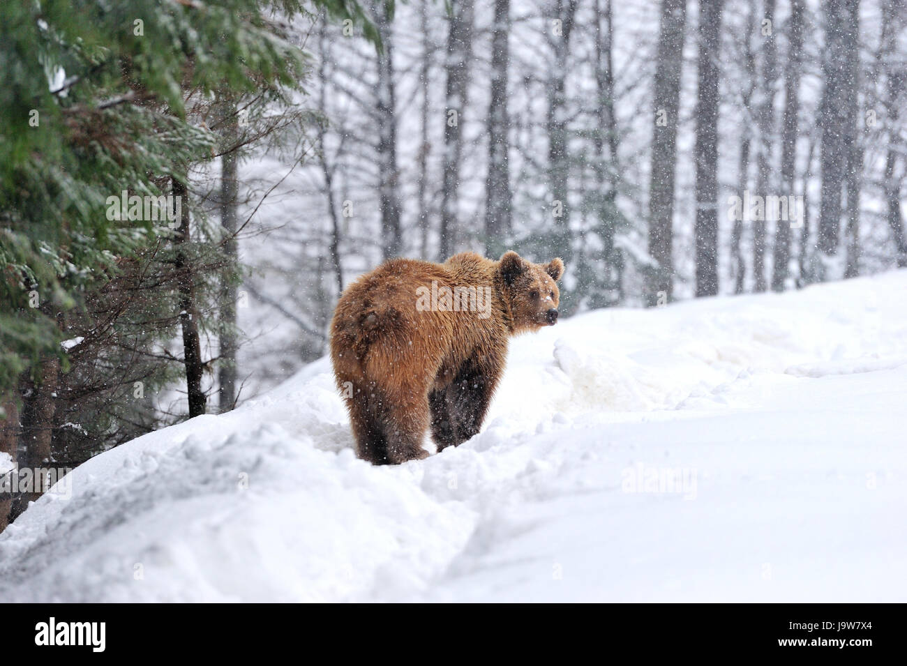 Wild brown bear in winter forest Stock Photo - Alamy