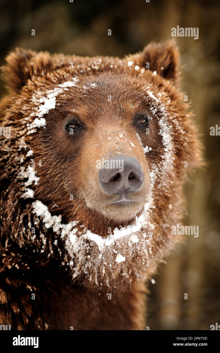 Close-up portrait wild brown bear Stock Photo - Alamy