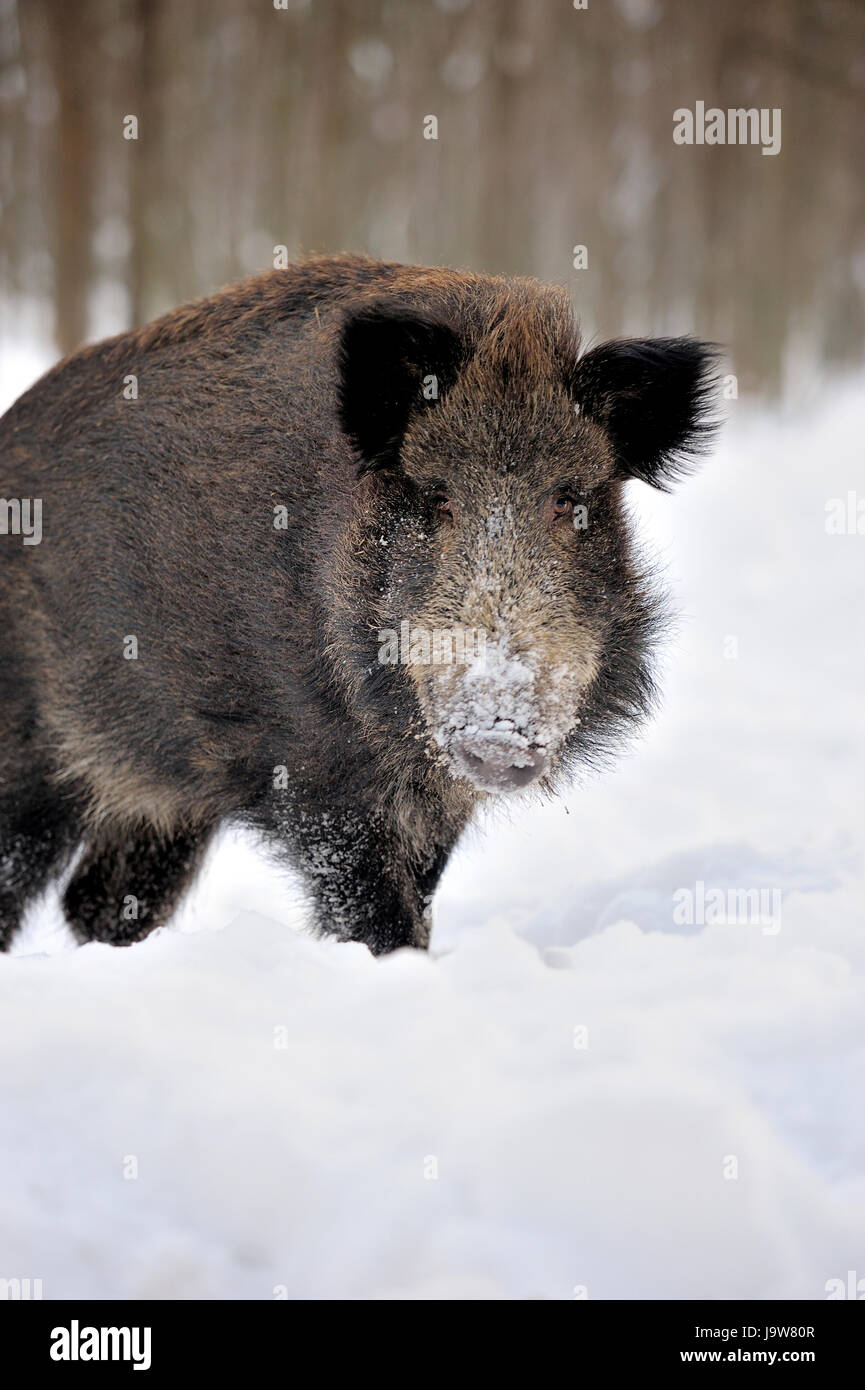 Boar wood hi-res stock photography and images - Alamy