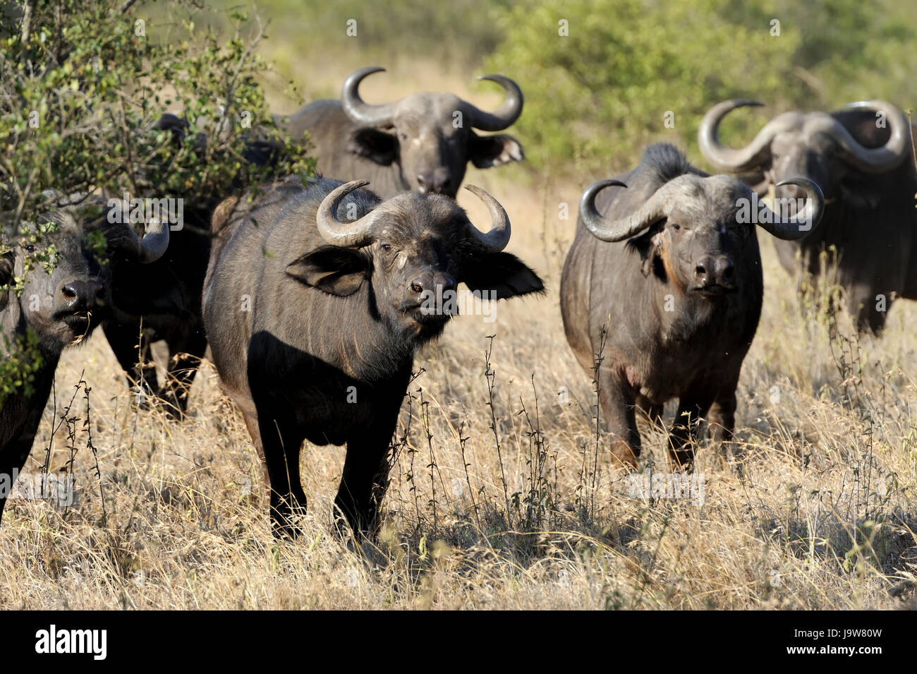 Wild bull big horns hi-res stock photography and images - Alamy