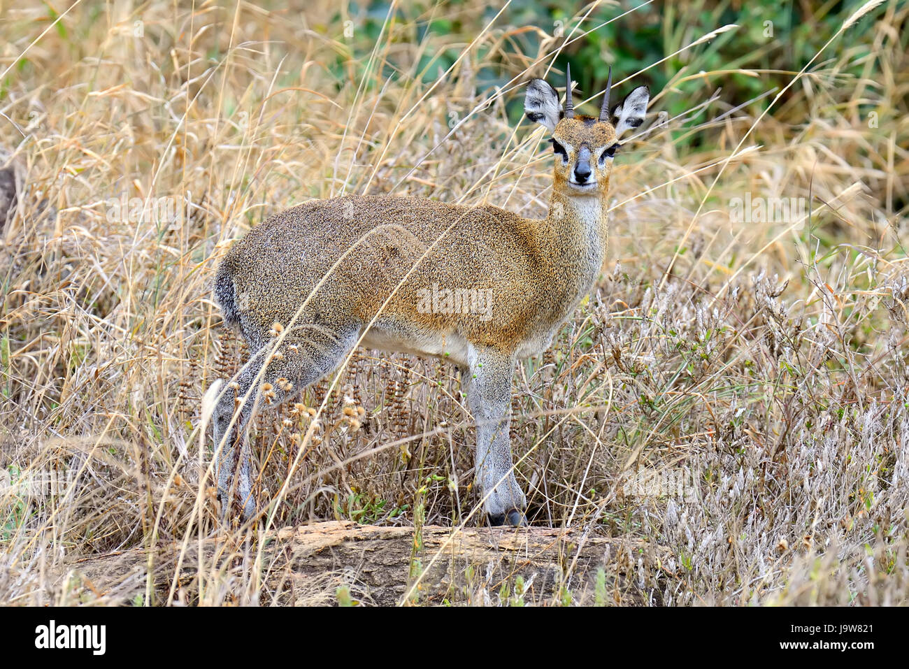 Dik-dik in the National Reserve of Africa, Kenya Stock Photo - Alamy