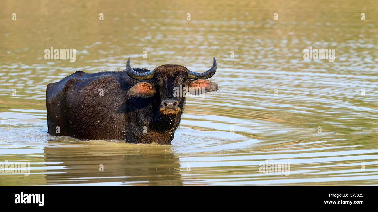 Water buffalo are bathing in a lake in Sri Lanka Stock Photo - Alamy