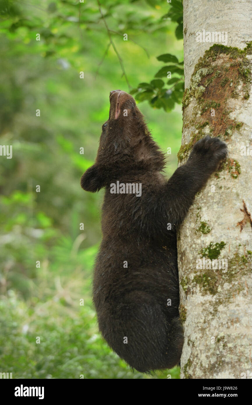 Brown bear cub in a forest Stock Photo - Alamy