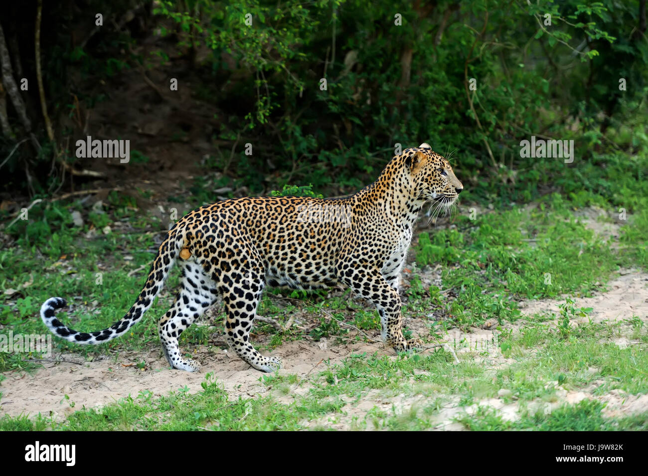 Leopard in the wild on the island of Sri Lanka Stock Photo - Alamy