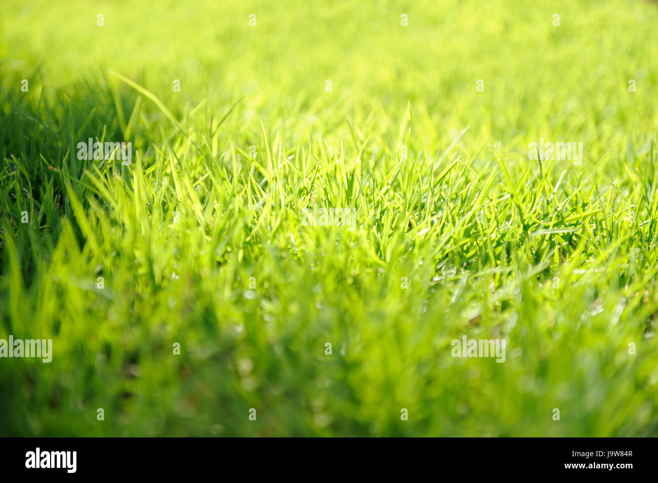 Grass background closeup photo Stock Photo - Alamy