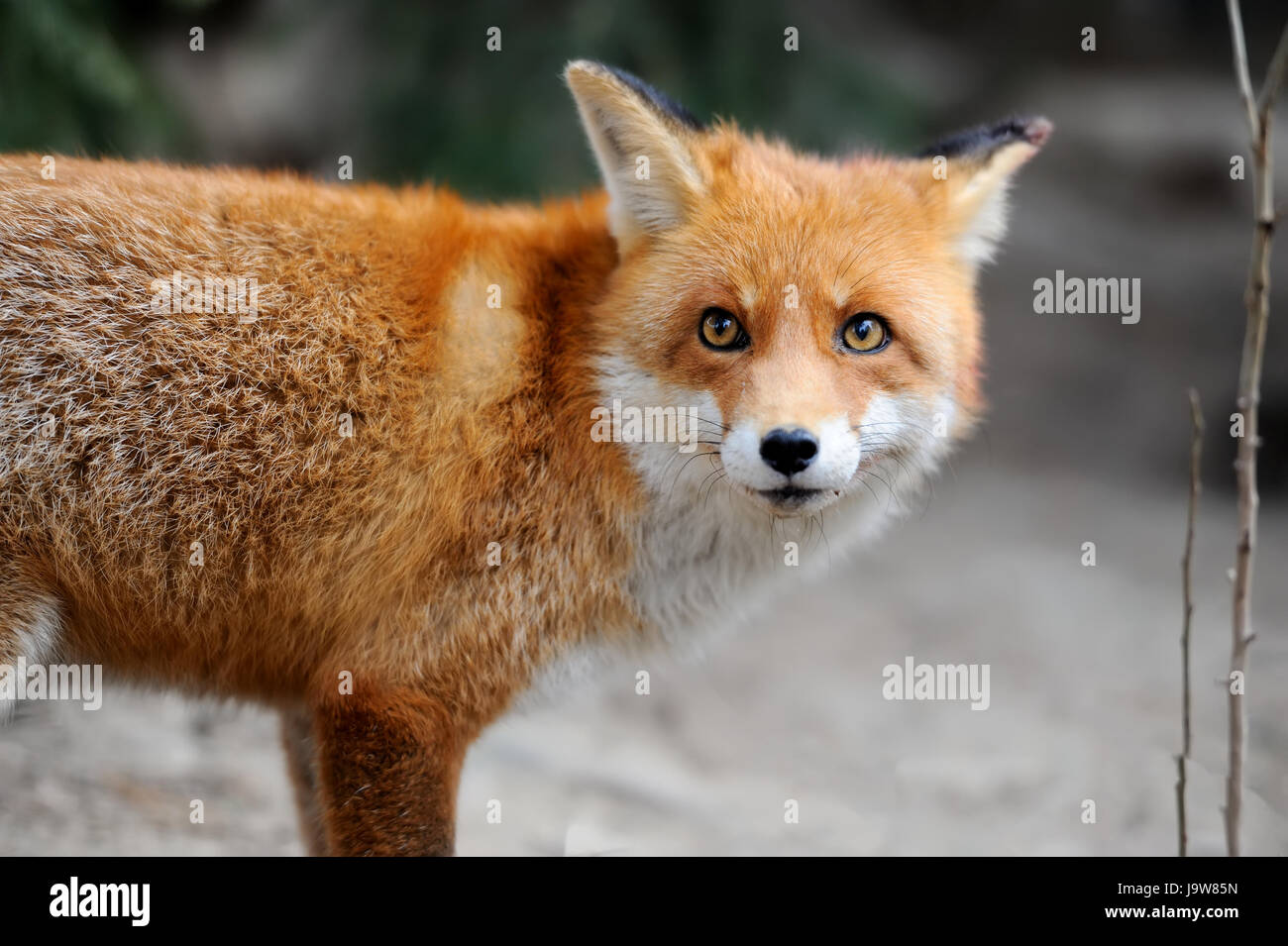 Close up wild red fox portrait in nature Stock Photo - Alamy