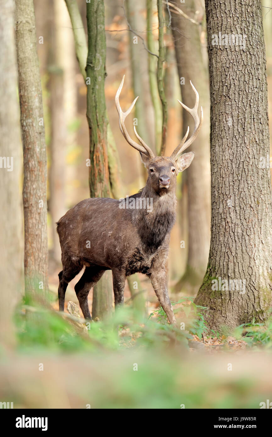 Mule deer doe and fawn in autumn hi-res stock photography and images ...