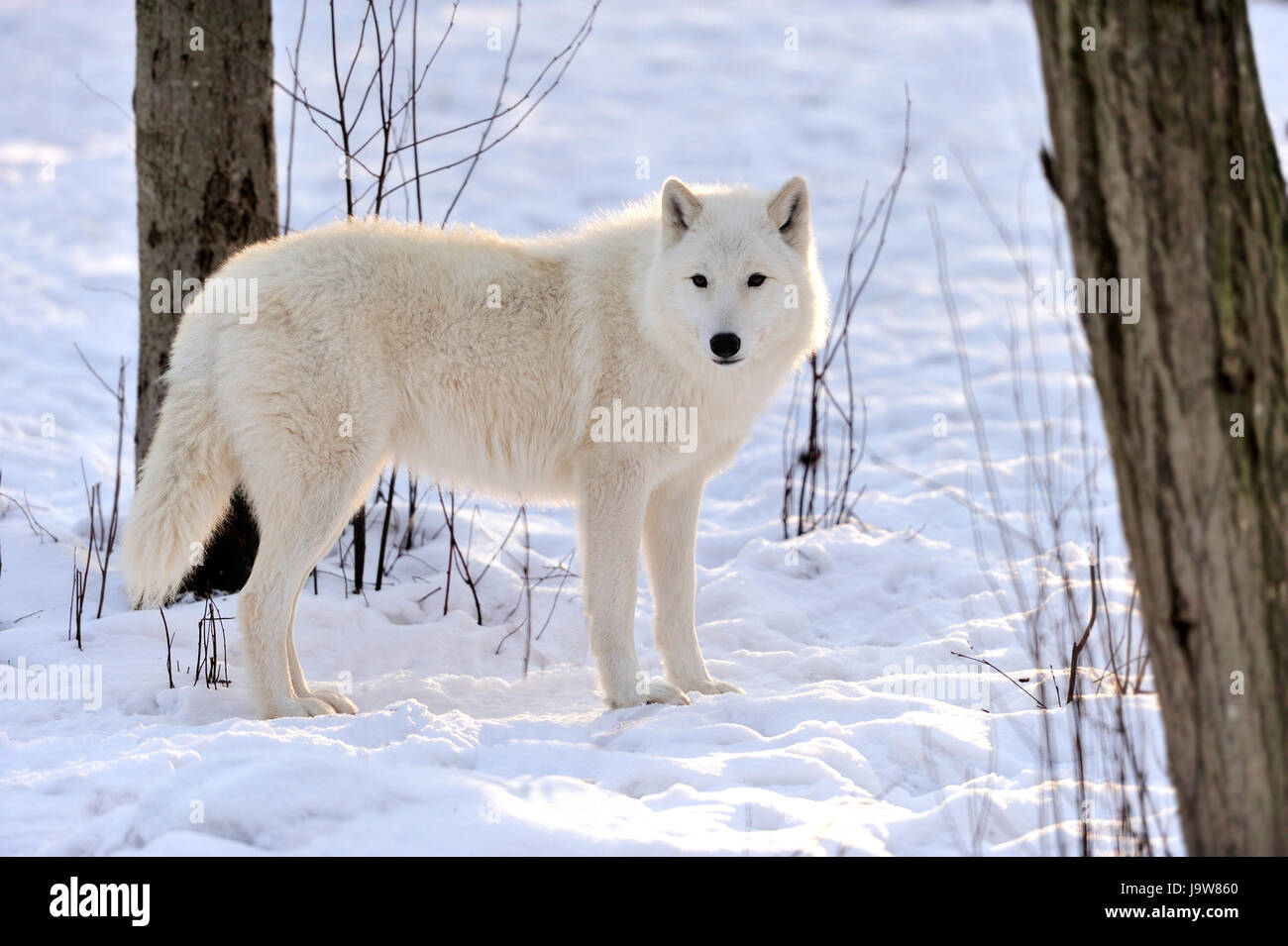 Wolf in winter woods hi-res stock photography and images - Alamy