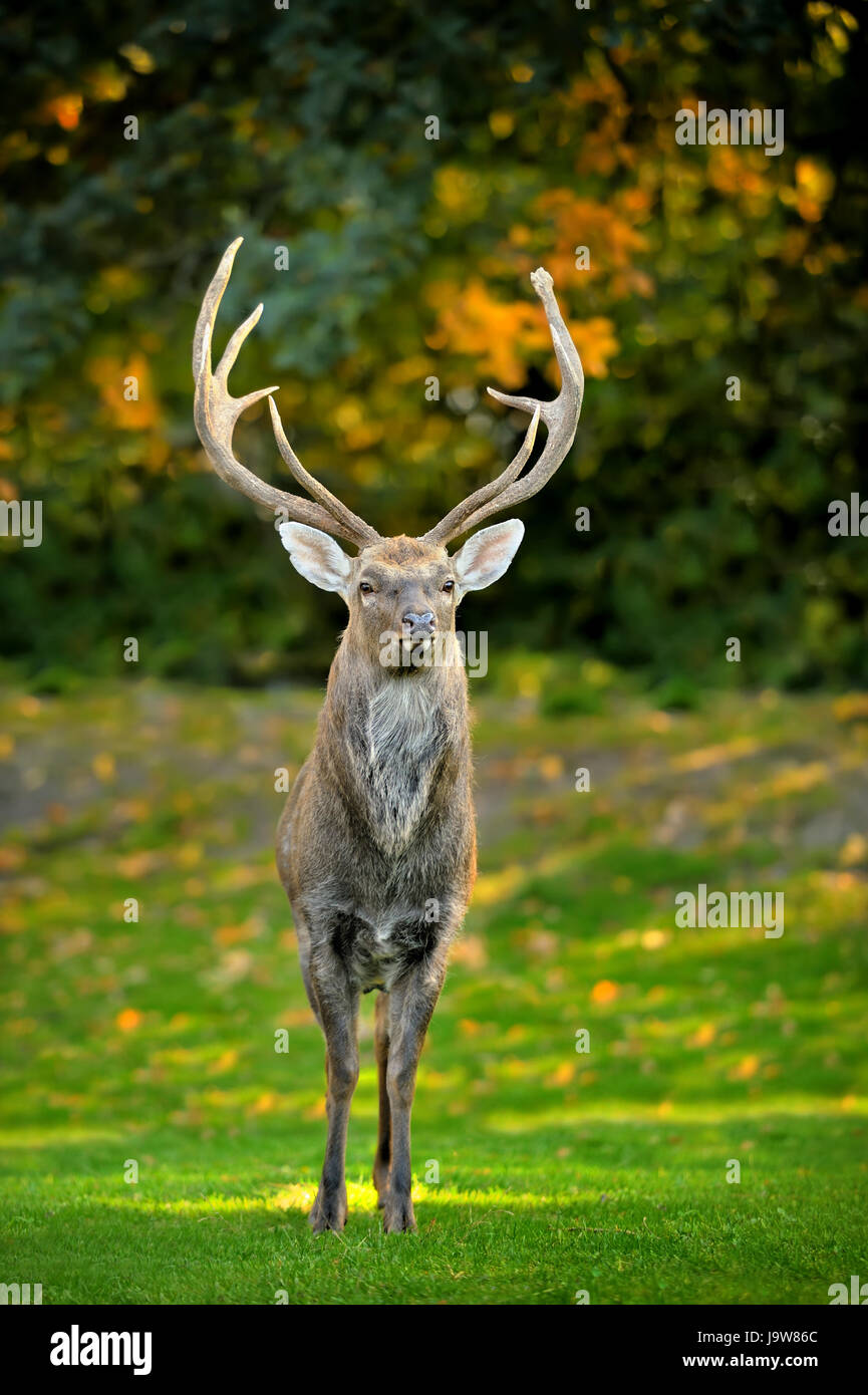 Image of deer hi-res stock photography and images - Alamy