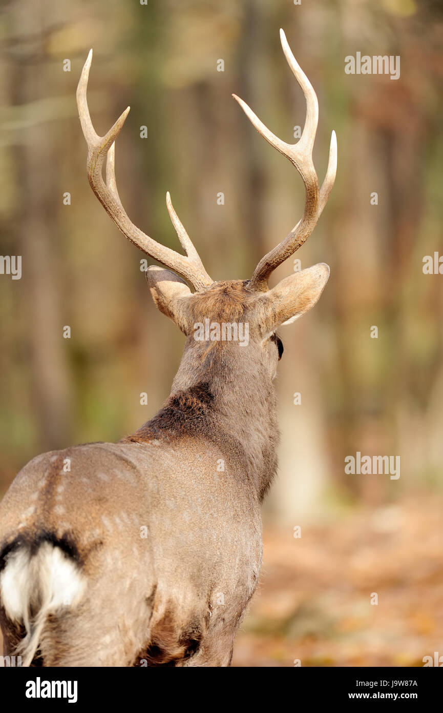 Deer in autumn forest Stock Photo - Alamy