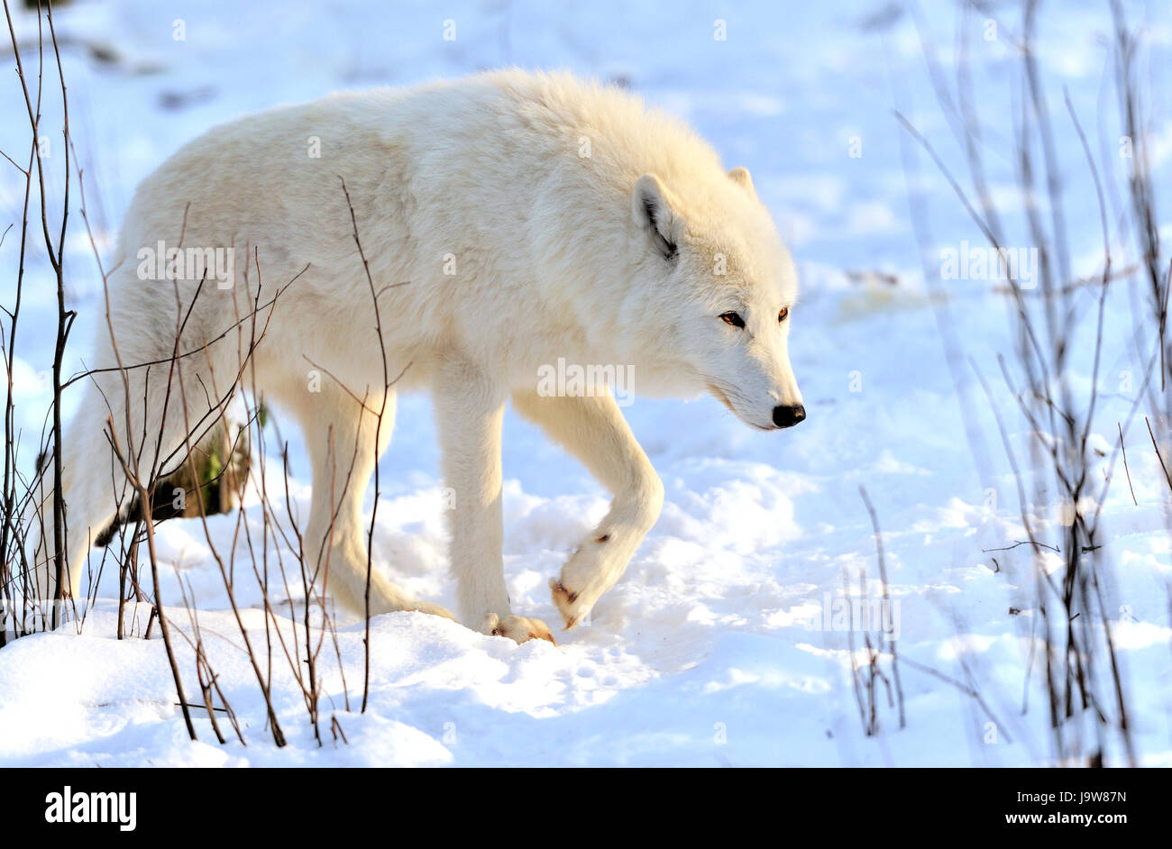 White Wolf Pictures In The Wild