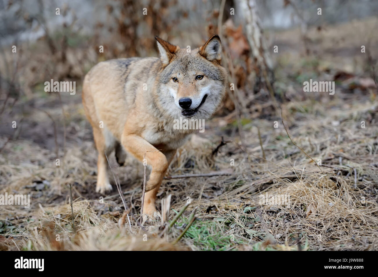 Big wolf face hi-res stock photography and images - Alamy