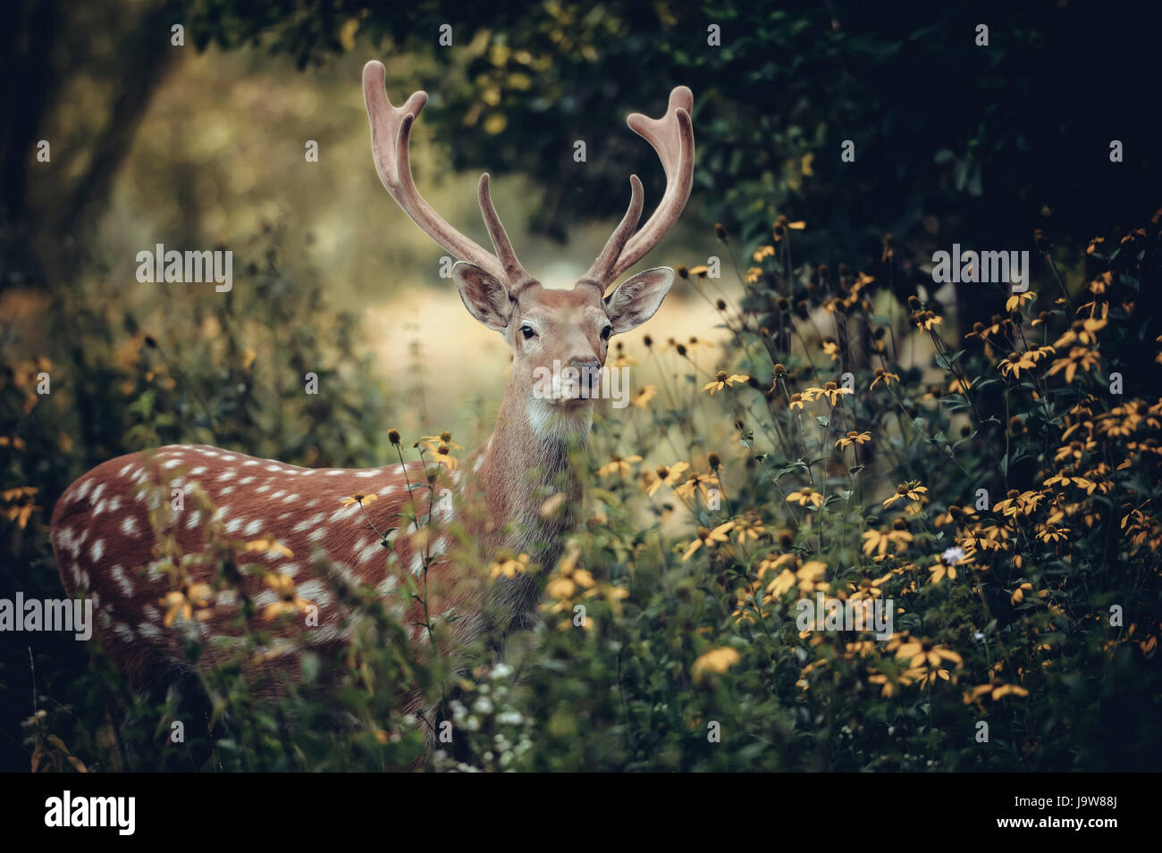 Whitetail Deer standing in autumn wood Stock Photo - Alamy
