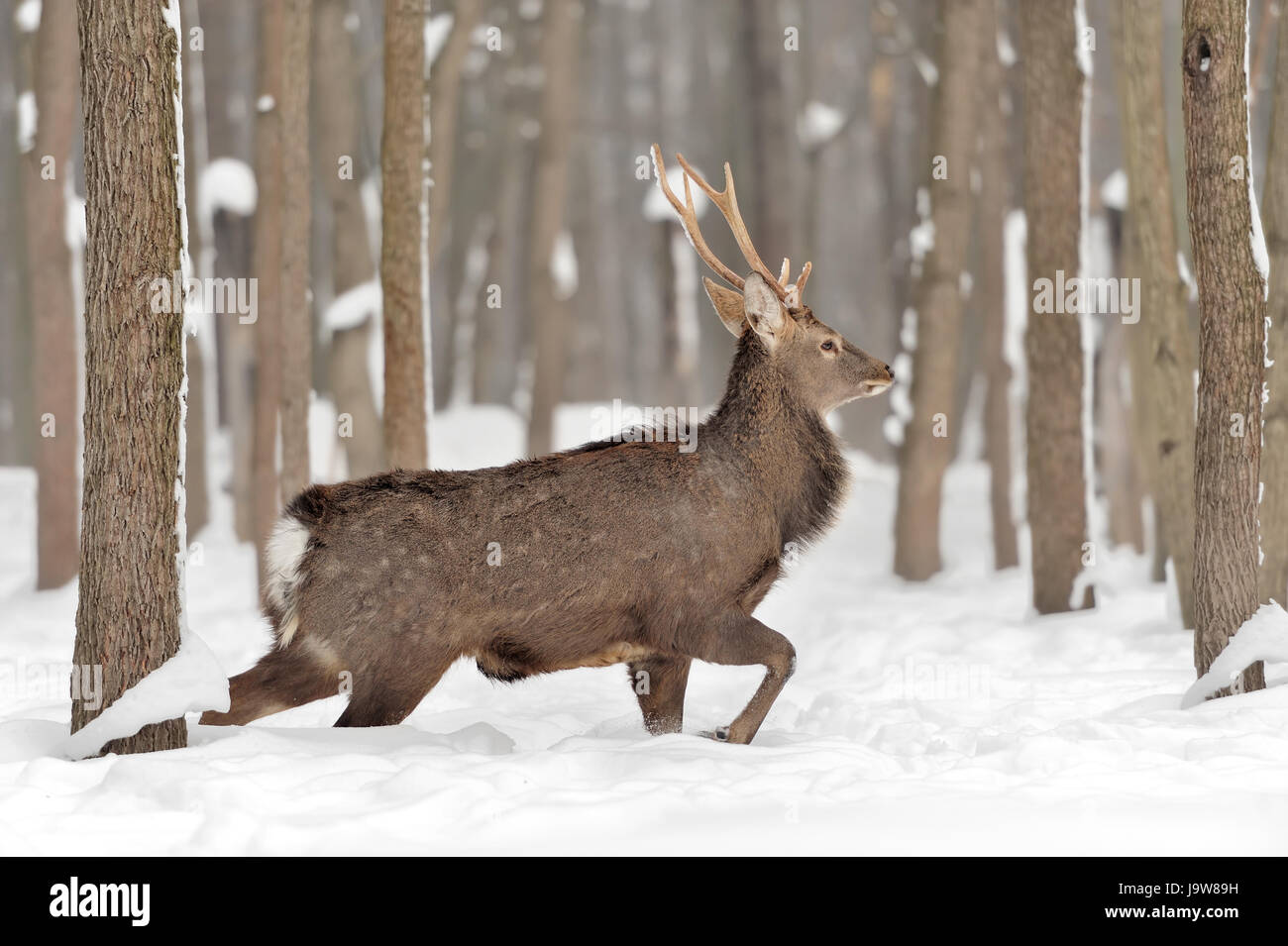 Young deer in winter forest Stock Photo - Alamy