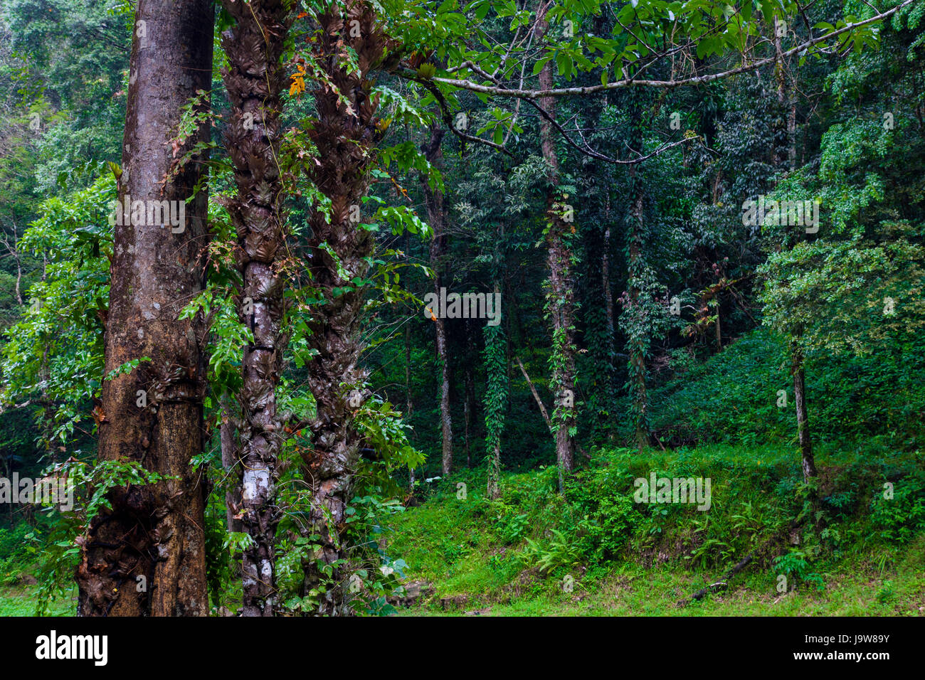 Forest after the rain hi-res stock photography and images - Alamy