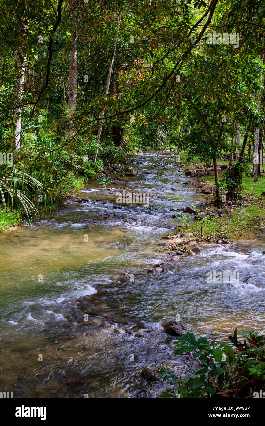 Mountain stream in a tropical rain forest Stock Photo - Alamy