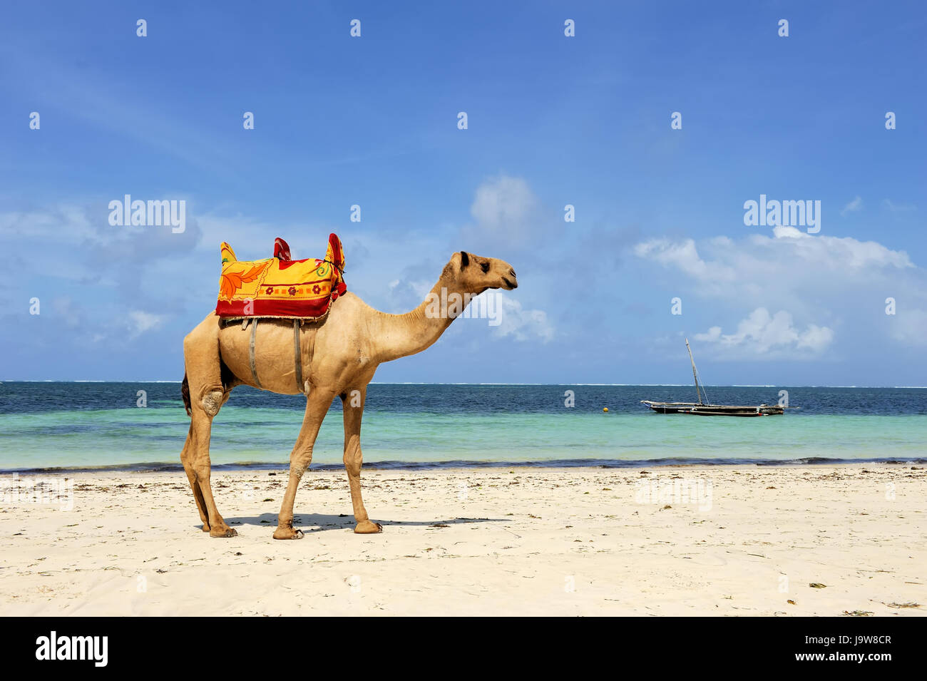 Camel standing at ocean beach coast with blue sky Stock Photo - Alamy