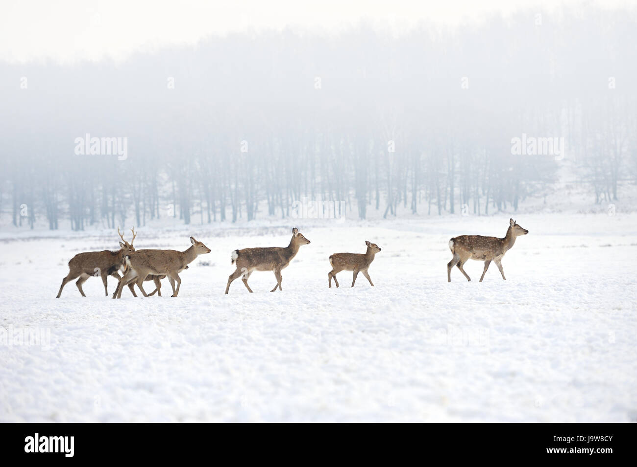 Winter deer scene hi-res stock photography and images - Alamy