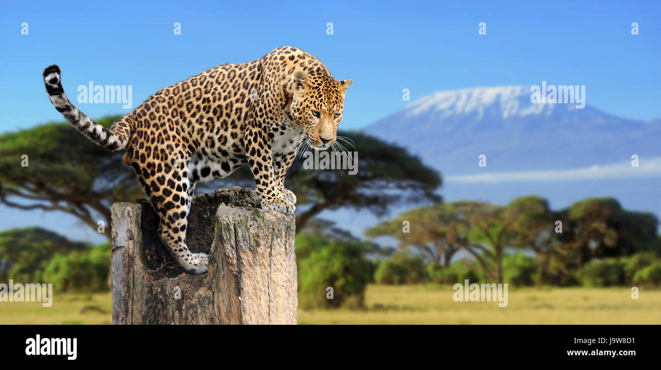 Black leopard tree hi-res stock photography and images - Alamy