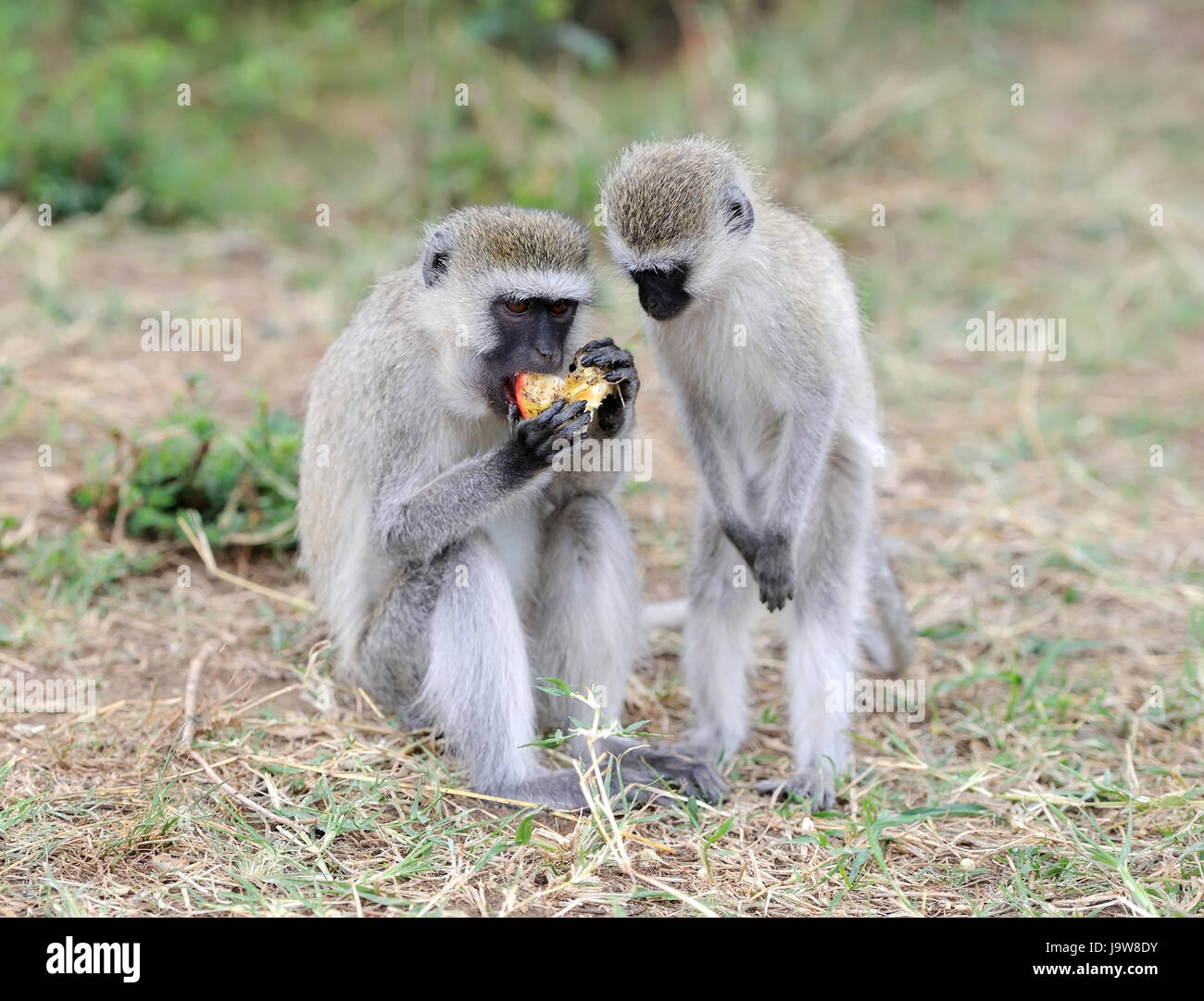 Vervet Monkey eat apple, National park of Kenya, Africa Stock Photo - Alamy