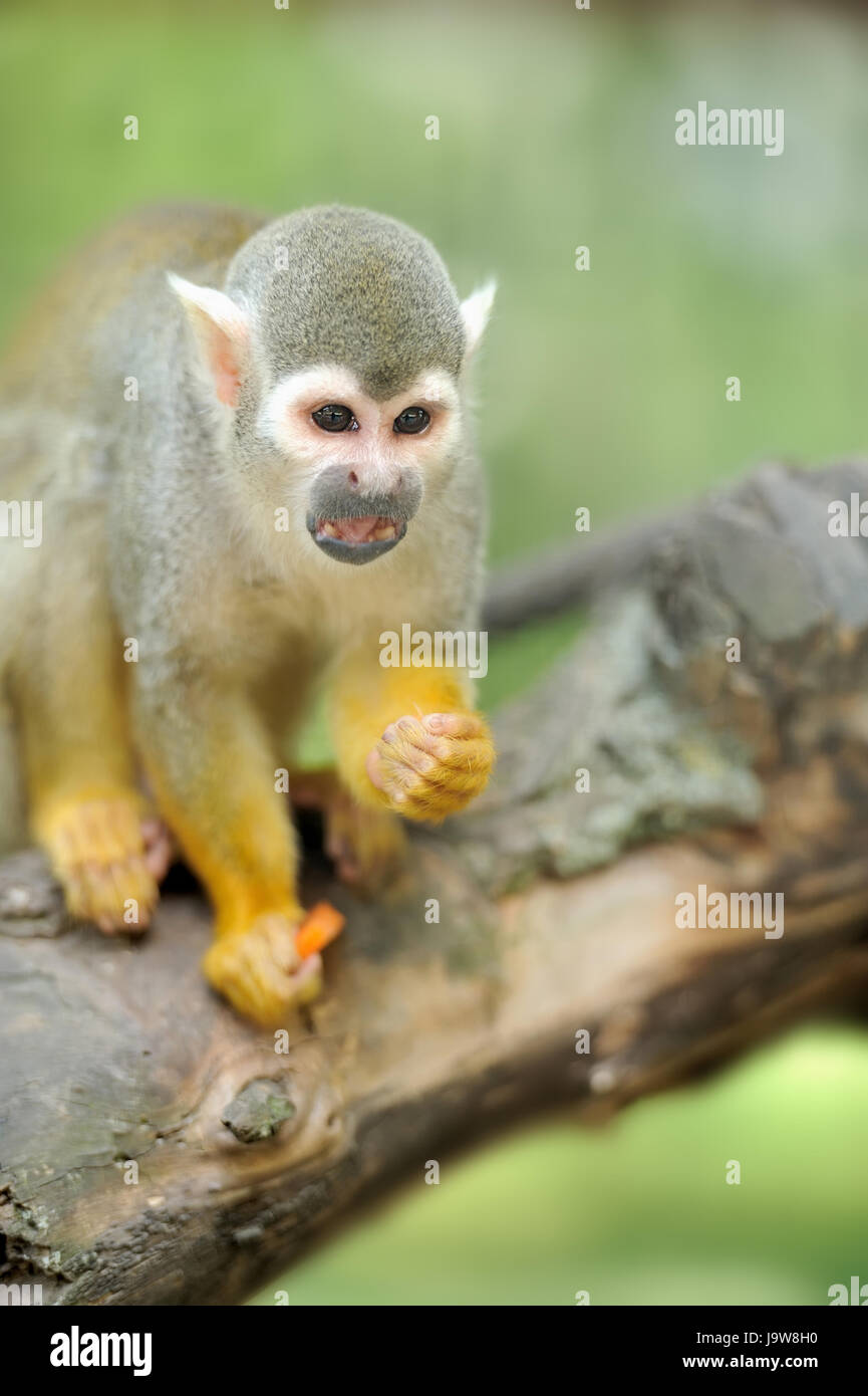 Close-up of a Common Squirrel Monkey Stock Photo - Alamy
