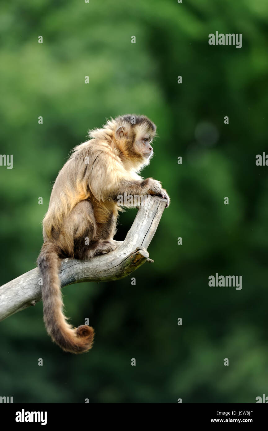 White fur monkey hi-res stock photography and images - Alamy
