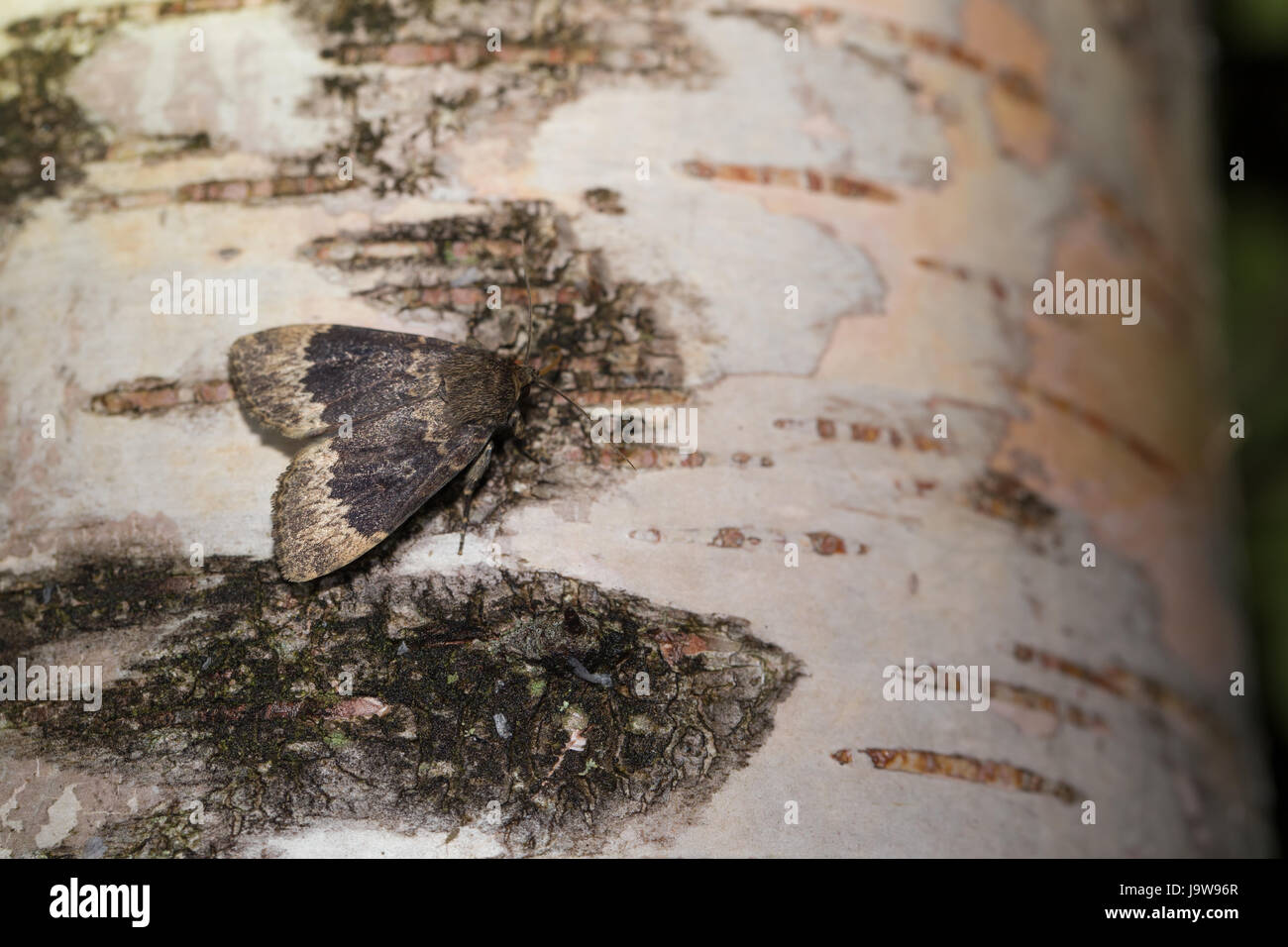 Owlet moth hi-res stock photography and images - Alamy