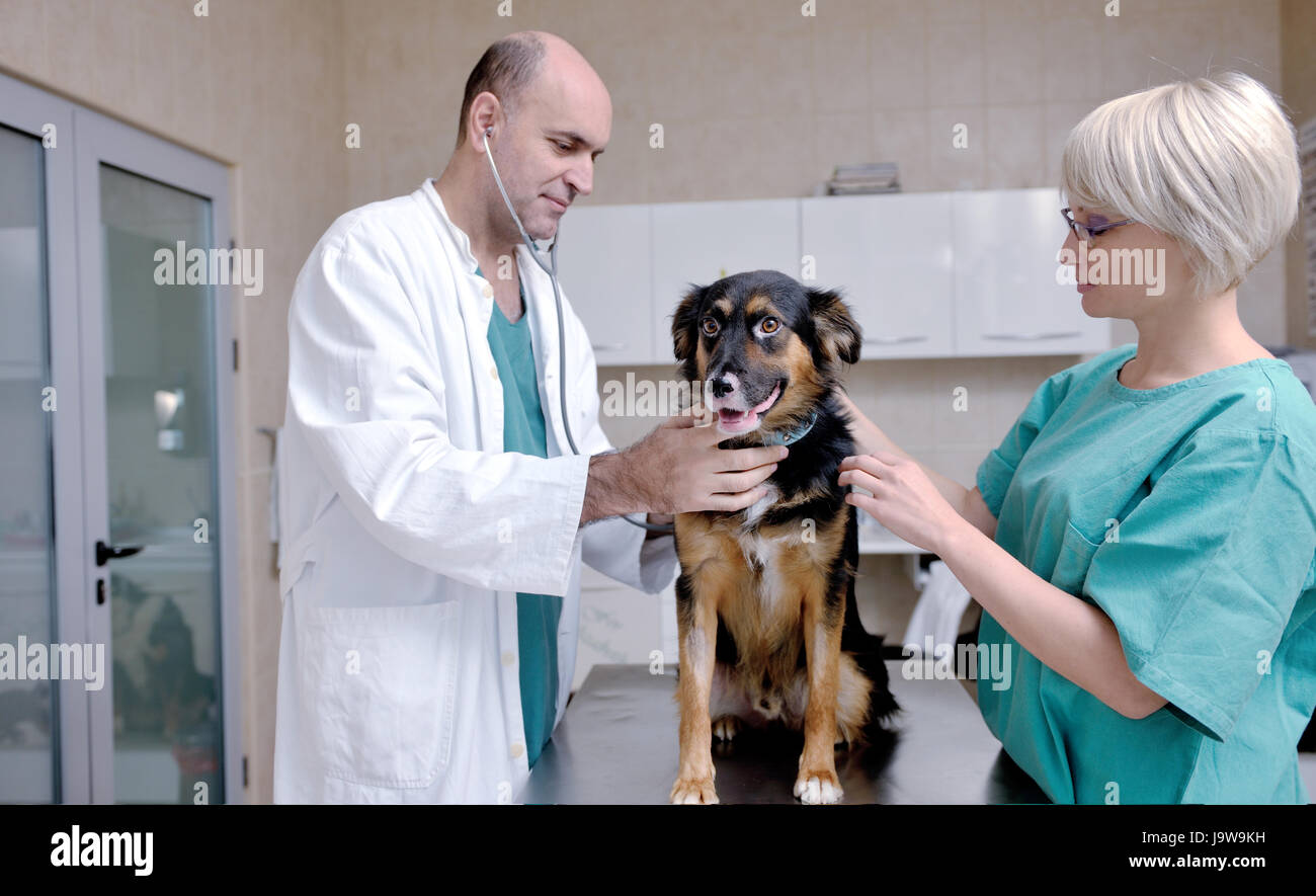 doctor, physician, medic, medical practicioner, woman, humans, human ...