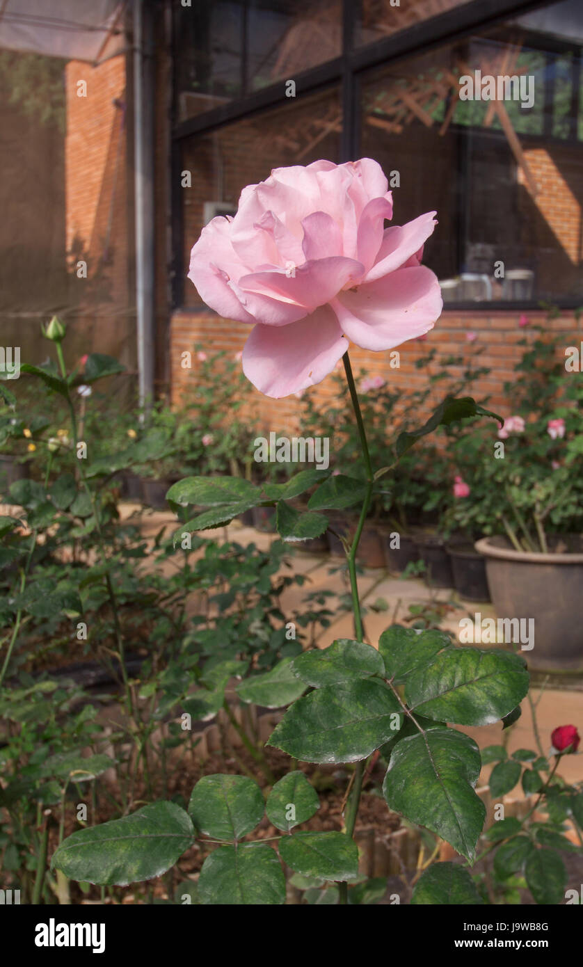 Pink rose in garden Stock Photo - Alamy