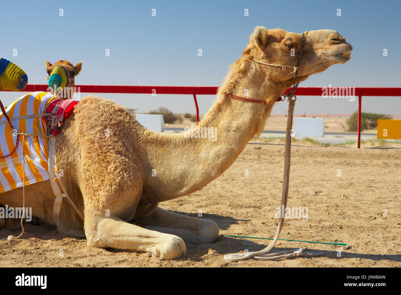 camel, standing, races, race, stand, legs, desert, wasteland, animal ...