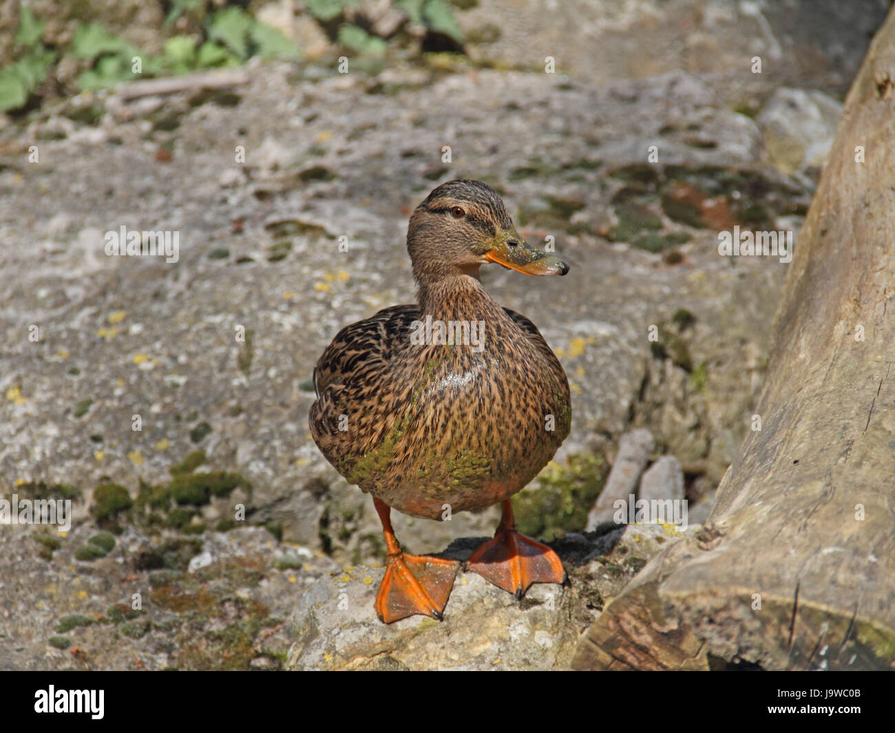 bird, birds, waterfowls, waterfowl, dirty, mallard, mud bath, animal ...