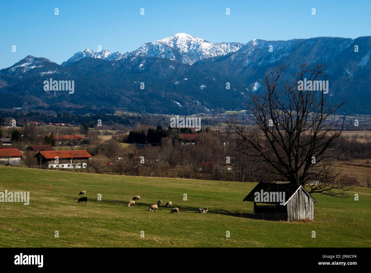 alps, bavaria, spring, moss, tree, trees, mountains, agriculture ...