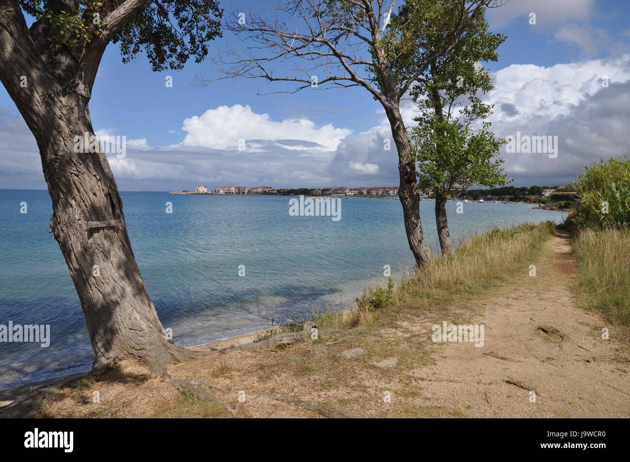 tree, trees, beach, seaside, the beach, seashore, coast, salt water ...