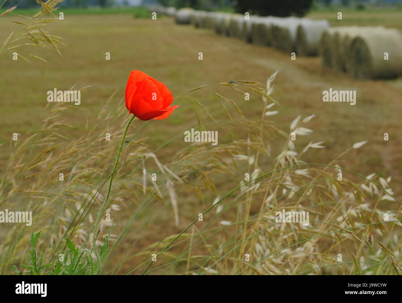 flower, plant, agriculture, farming, field, poppy, farm, feed, cows ...