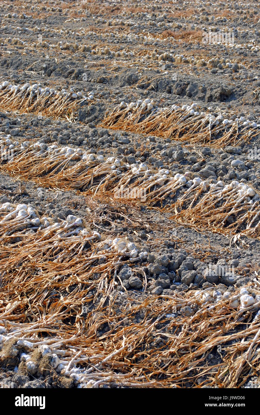 culture, ground, soil, earth, humus, agriculture, farming, field ...