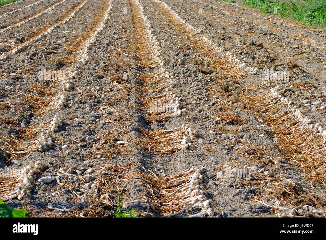 culture, ground, soil, earth, humus, agriculture, farming, field ...