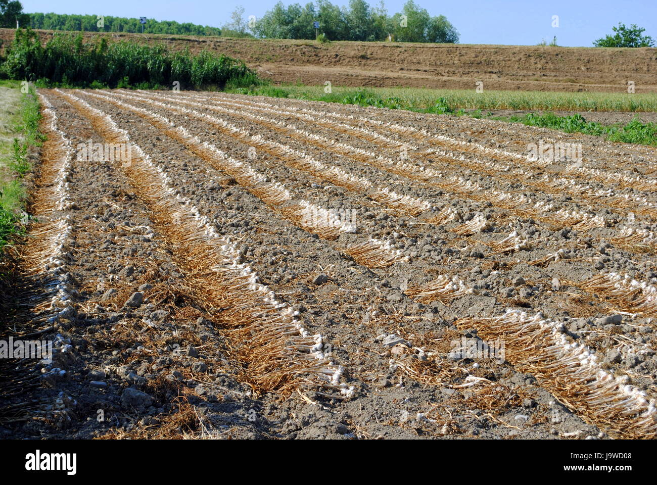 culture, ground, soil, earth, humus, agriculture, farming, field ...